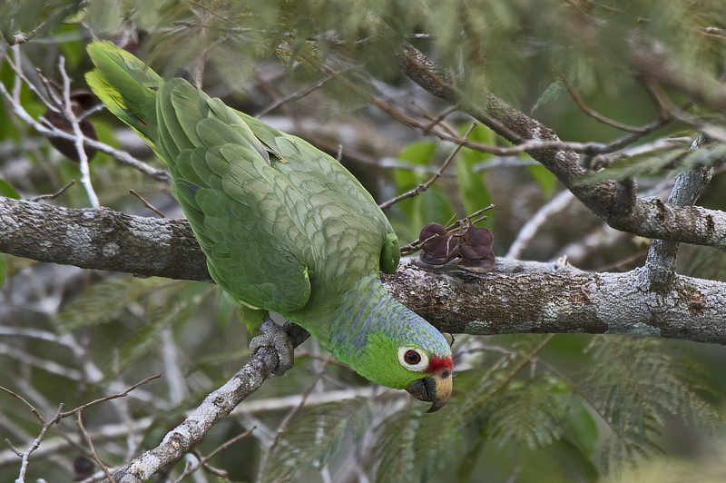 Meet Our Wildlife | The Canopy Family | Birdwatching in Panama