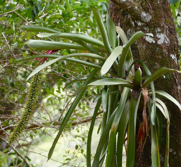Plant Database - The Canopy Family
