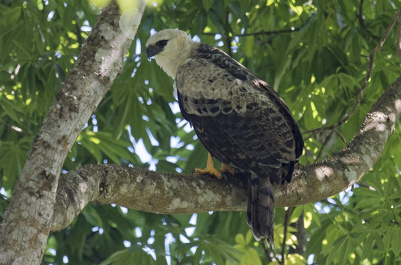 Crested Eagle | The Canopy Family