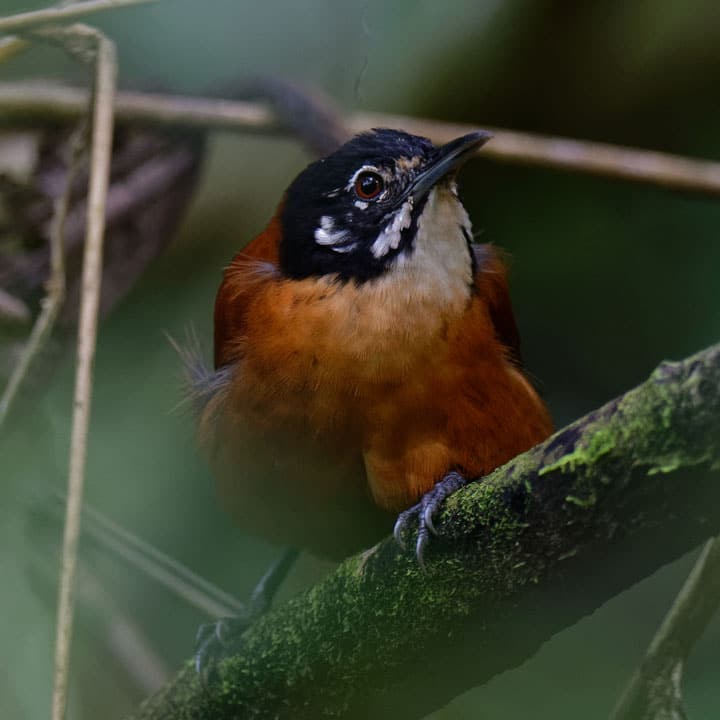 Photography - The Canopy Family
