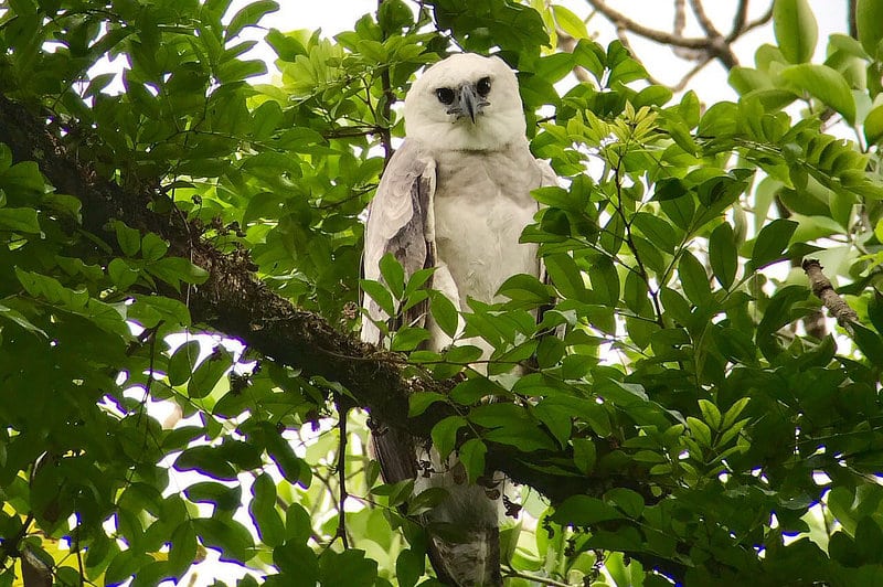 Panama’s Harpy and Crested Eagles - The Canopy Family