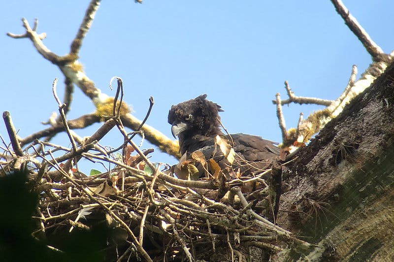 Panama’s Harpy and Crested Eagles - The Canopy Family