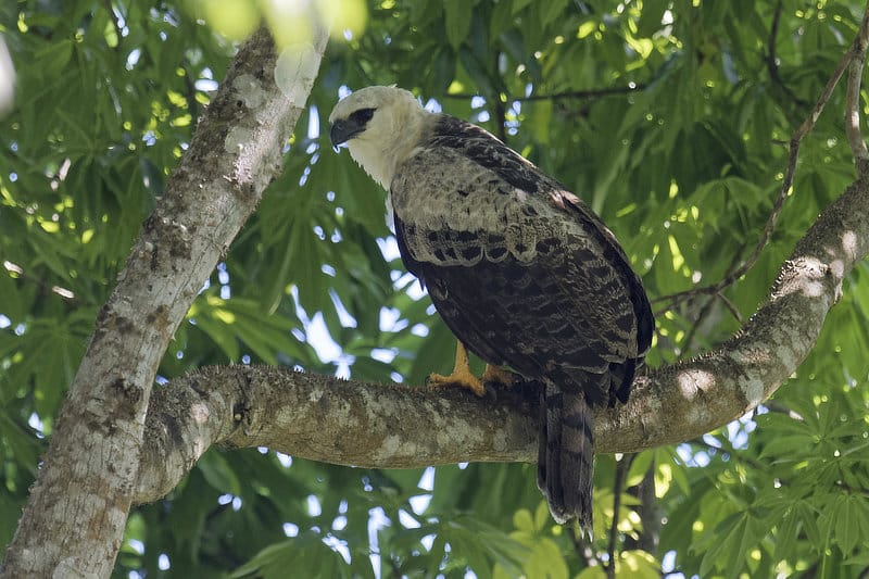 Panama’s Harpy and Crested Eagles - The Canopy Family