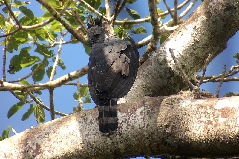 Panama’s Harpy and Crested Eagles - The Canopy Family