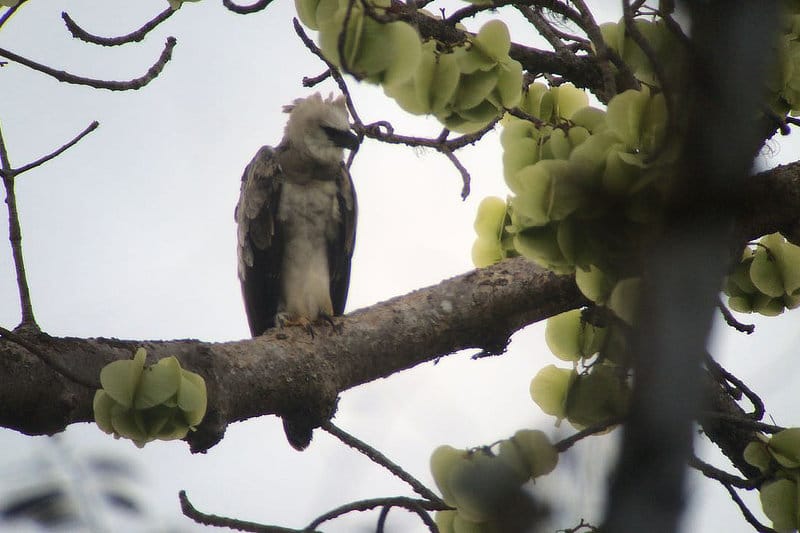 Panama’s Harpy and Crested Eagles - The Canopy Family