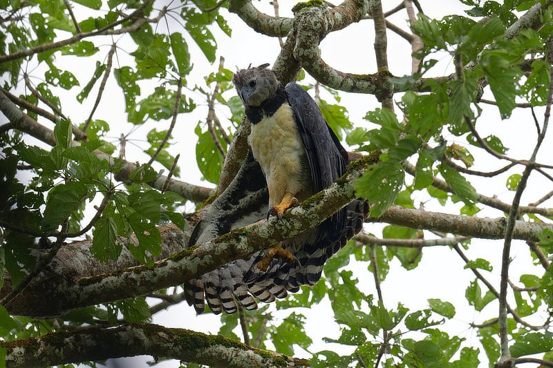 Panama’s Harpy and Crested Eagles - The Canopy Family