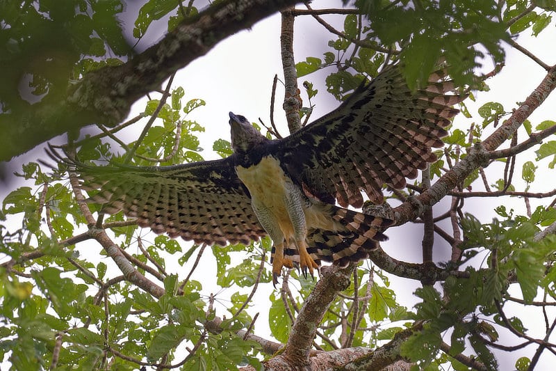 Panama’s Harpy and Crested Eagles - The Canopy Family