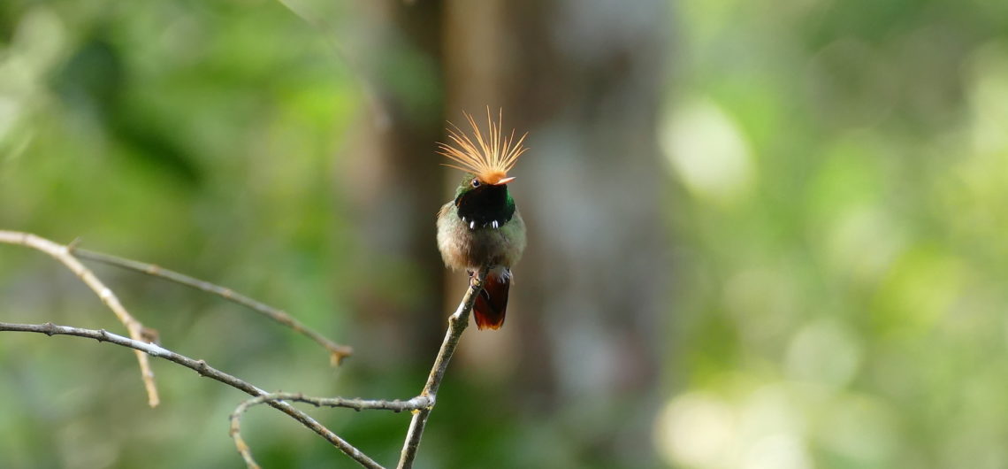 Rufous-crested Coquette | The Canopy Family