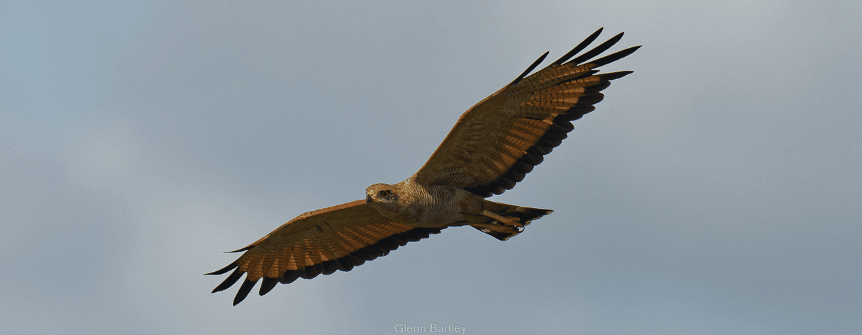 The Canopy Family | Panama Bird Watching, Ecotourism & Nature Tours