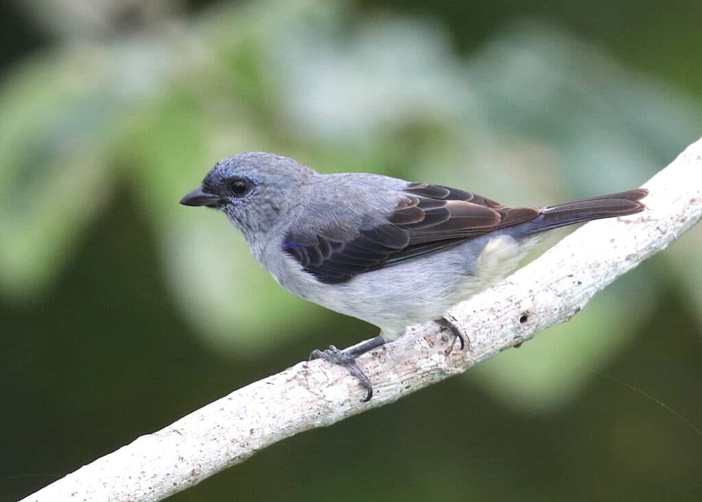 Plain-colored Tanager | The Canopy Family